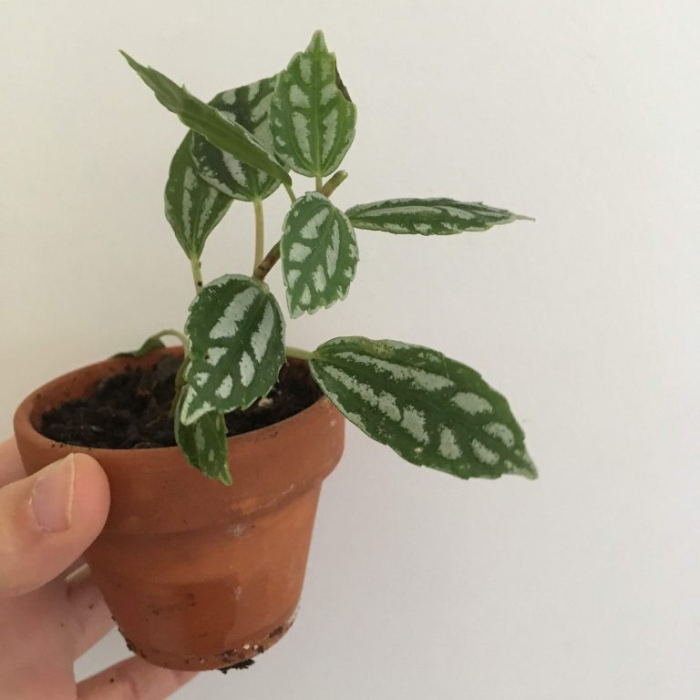 Troque ta plante - La main framboise